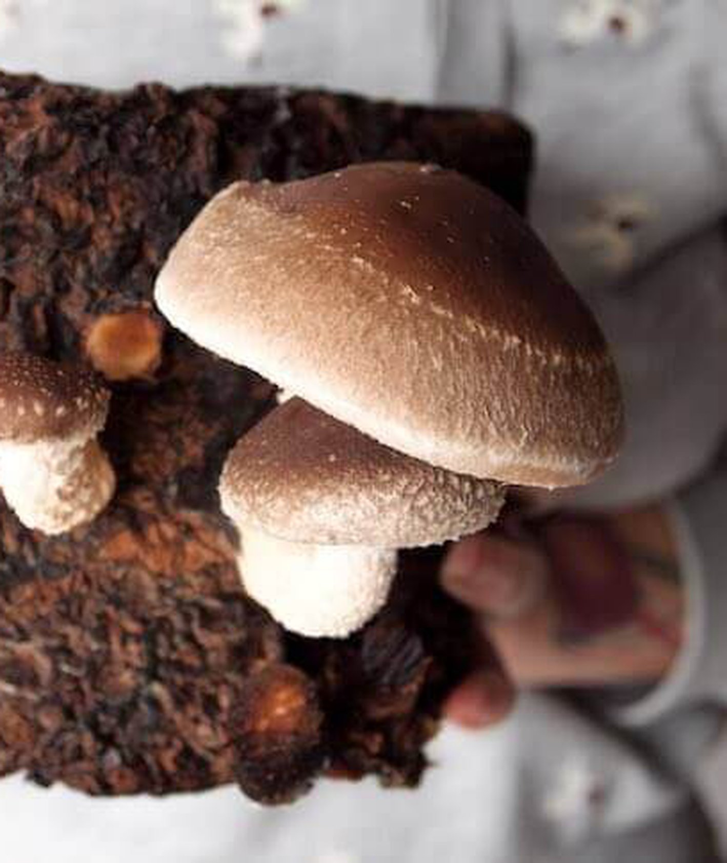 Własna uprawa grzybów Shitake